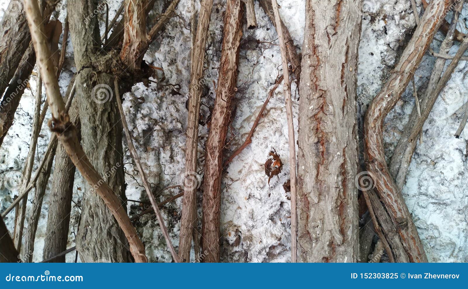 Vine, close, texture stock image. Image of beautiful - 152303825