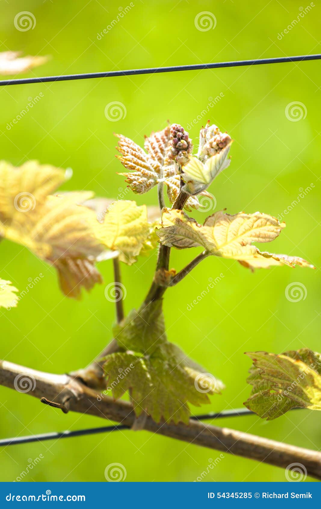 Vine stock image. Image of vineyard, farming, close, vegetation - 54345285