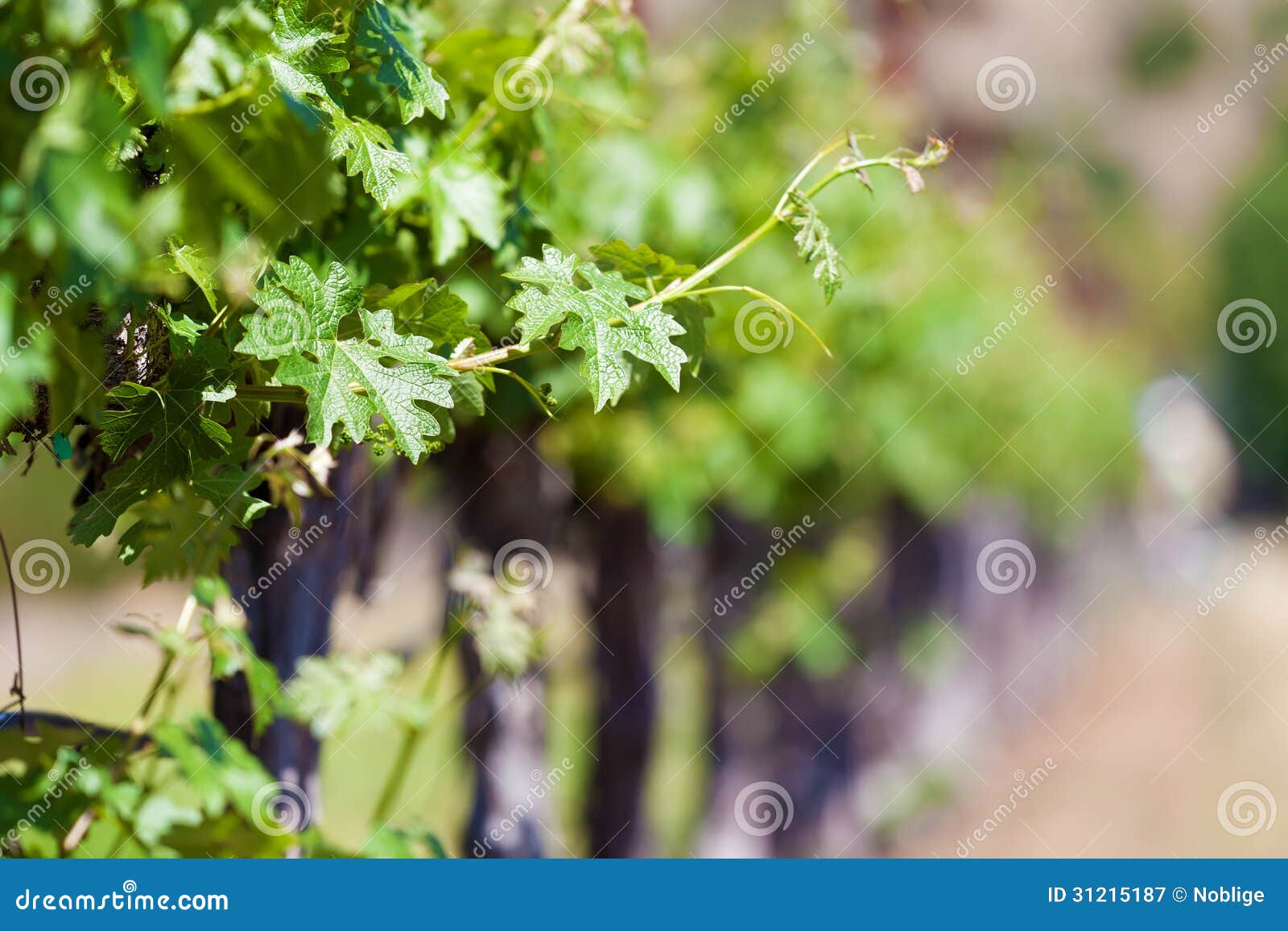 Vine close-up stock image. Image of green, napa, summer - 31215187
