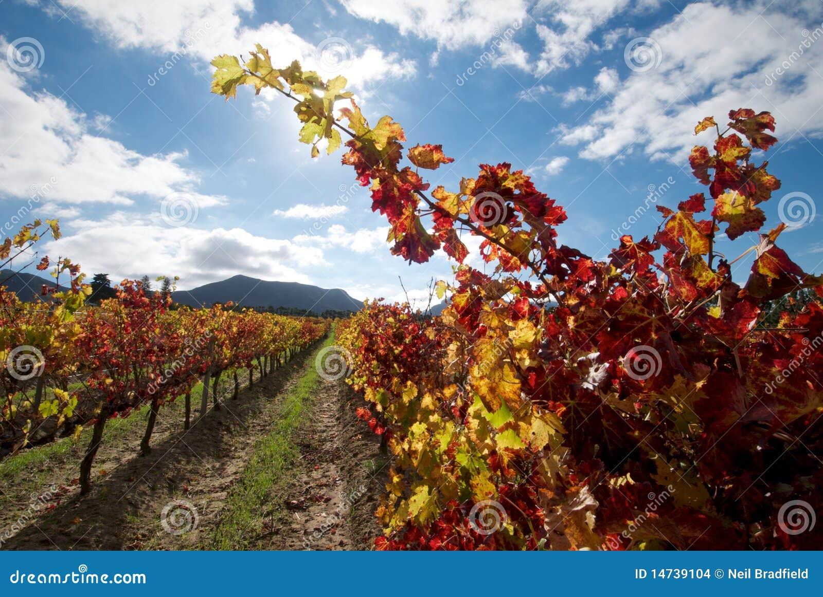 Vine colors stock photo. Image of town, constantia, autumn - 14739104
