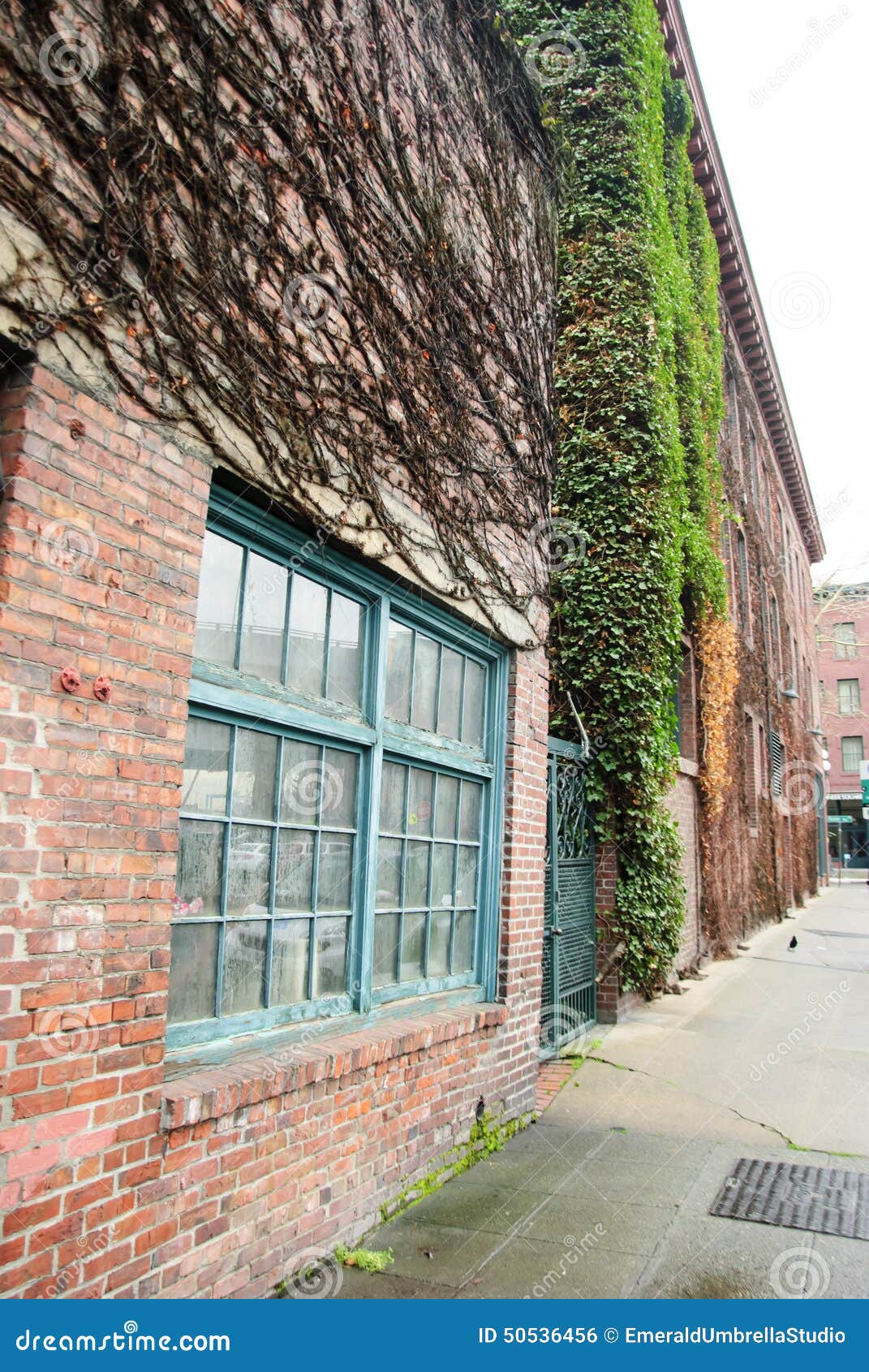 Vine Covered Brick Building Stock Photo - Image of vine, brick: 50536456