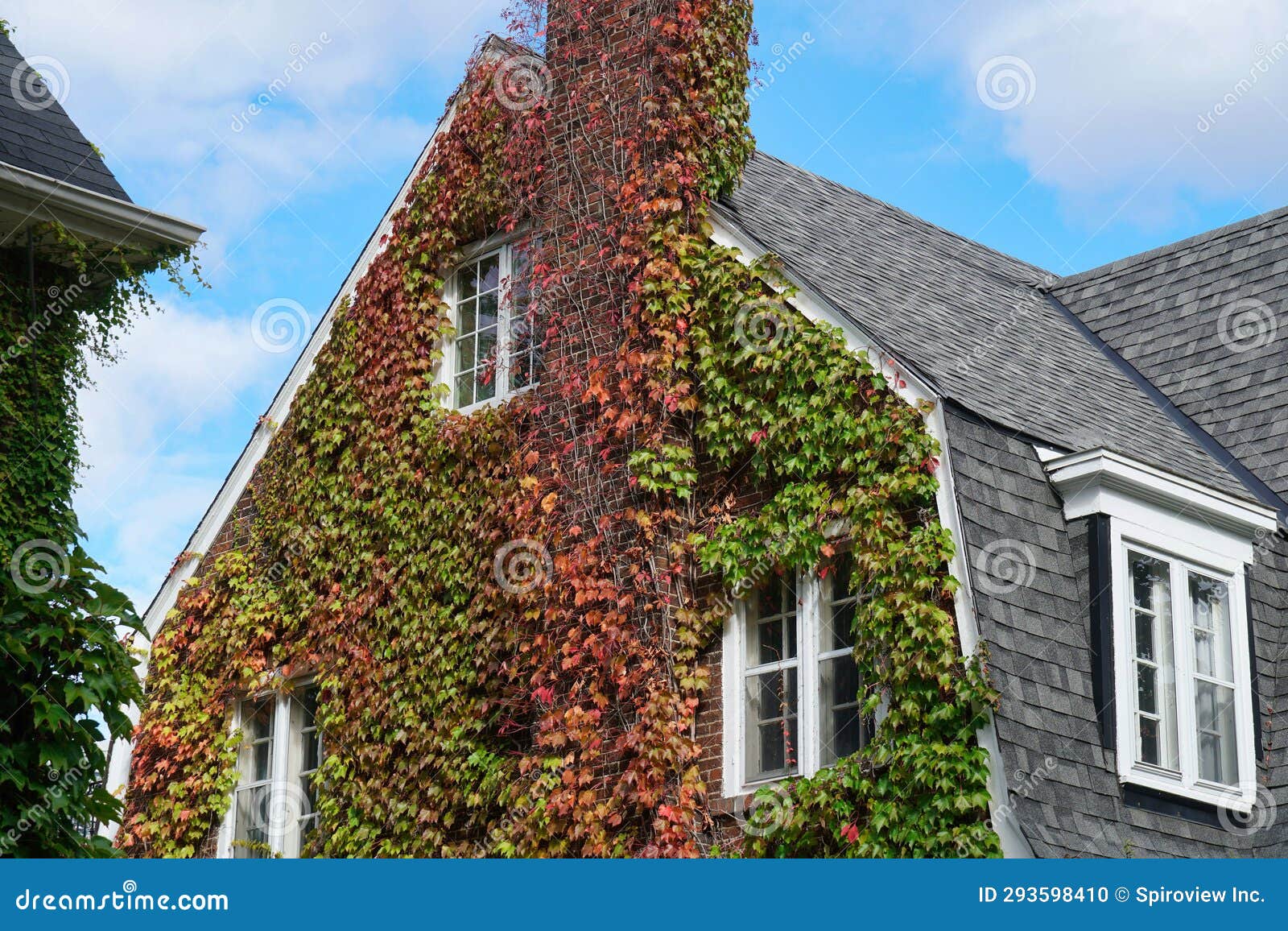 Vine covered gable stock photo. Image of leaves, vine - 293598410