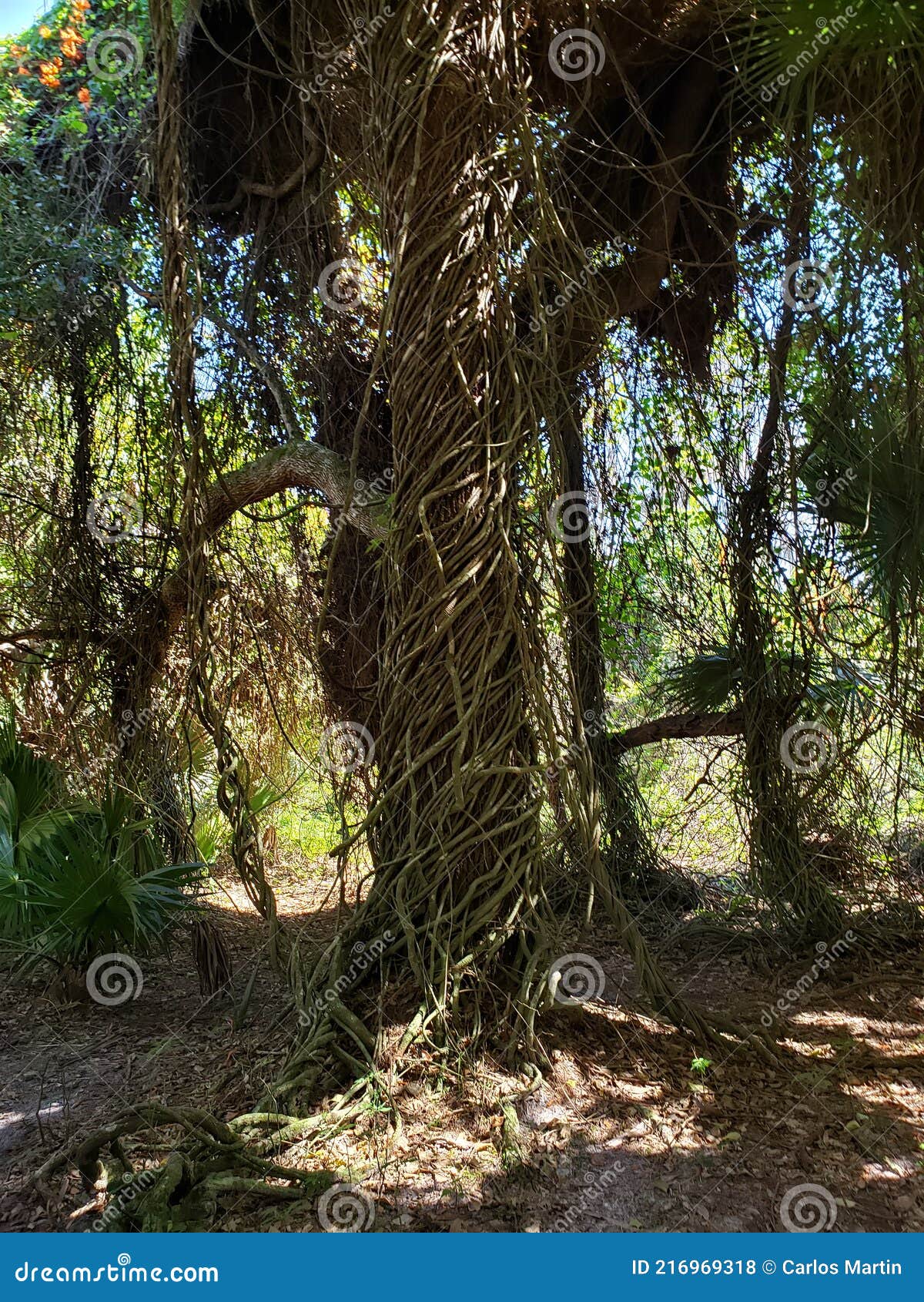 Vine covered tree stock photo. Image of wilderness, plant - 216969318