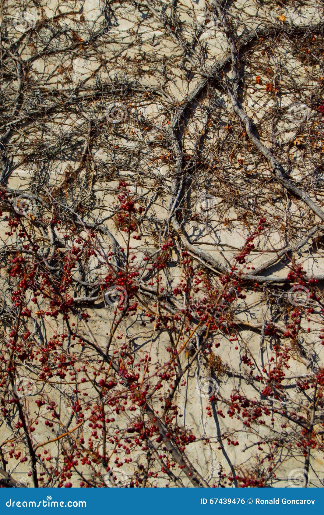 Vine covered wall stock photo. Image of wall, cover, vines - 67439476