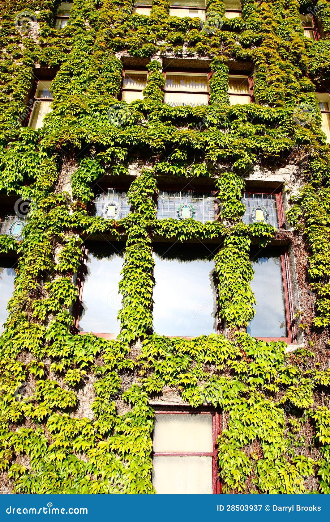 Vine Covered Wall with Windows Stock Image - Image of wall, details ...