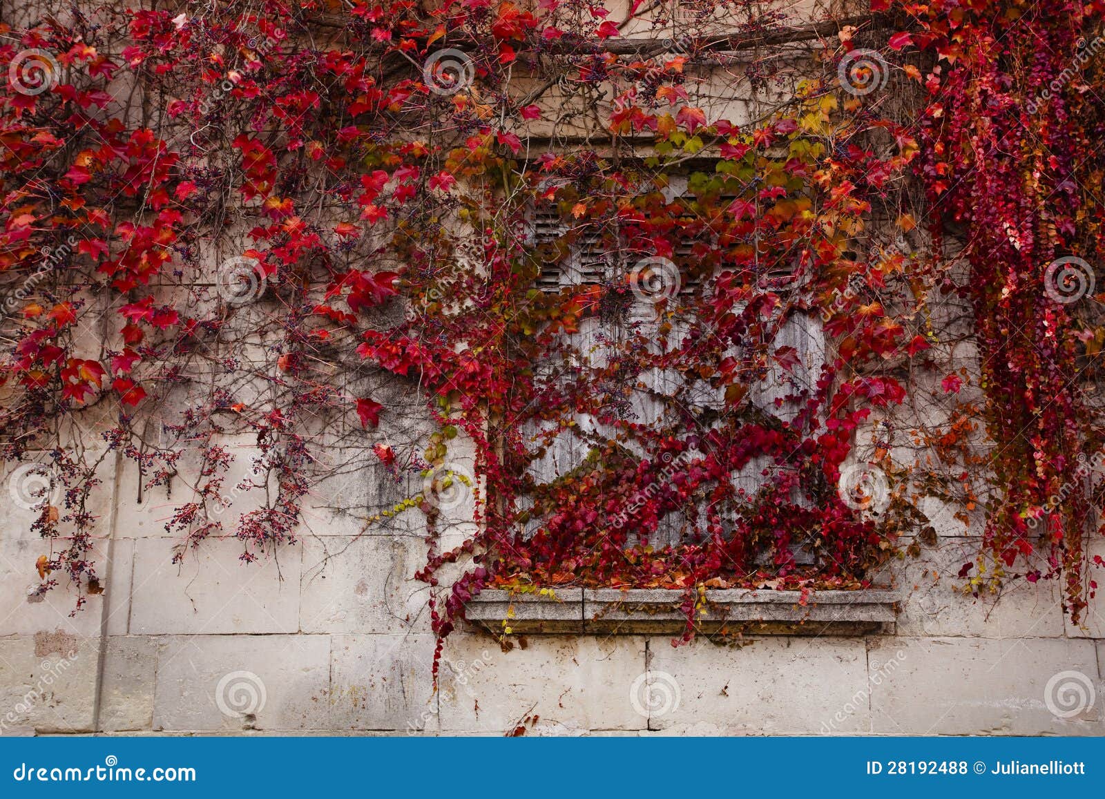 Vine covered window stock photo. Image of shrub, autumn - 28192488