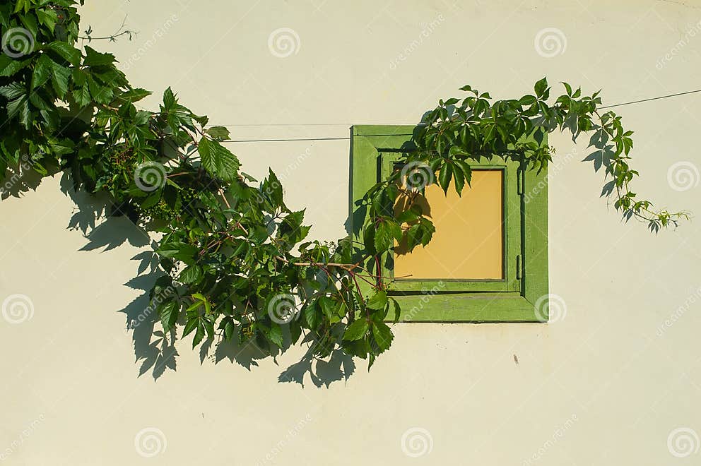 Vine Covered Window. Grape Branch Wriggling on Facade Stock Photo ...