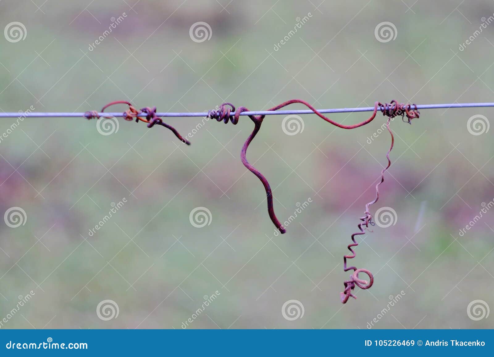 Vine crook on wire stock image. Image of gardening, sharp - 105226469