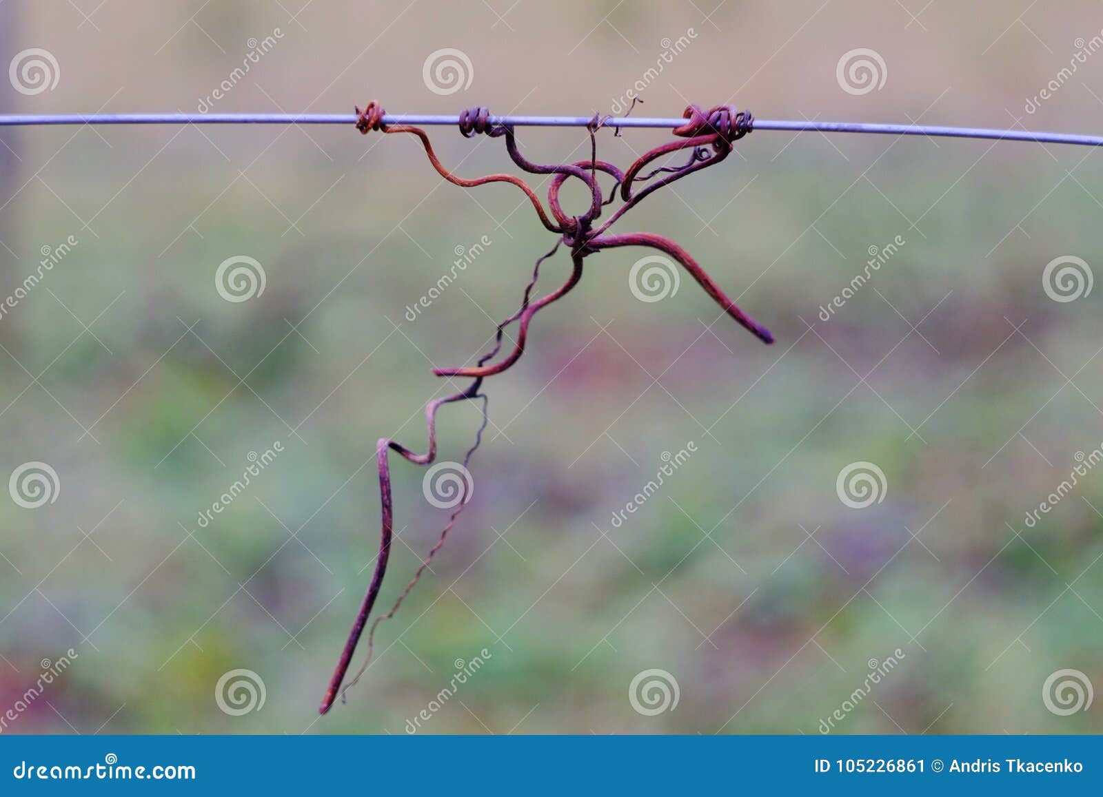 Vine crook on wire stock image. Image of snag, intertwined - 105226861