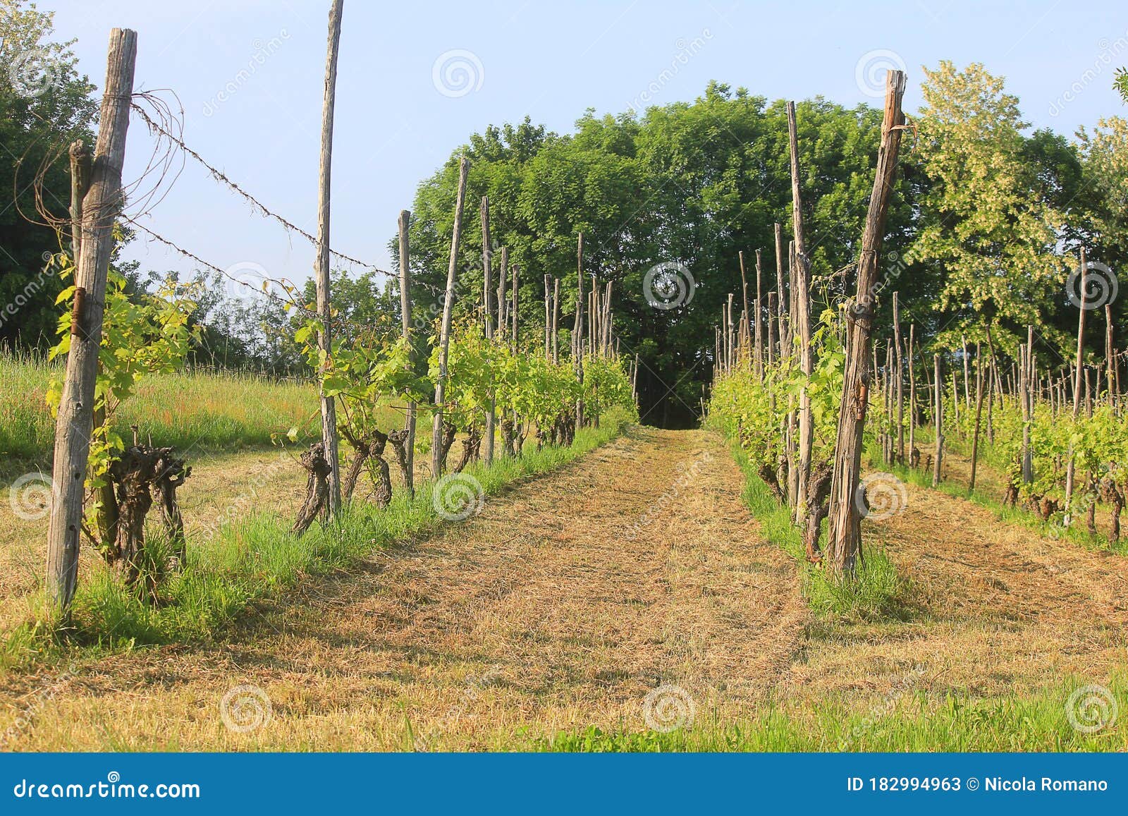 Vine Cultivation in the Field Stock Image - Image of vine, farming ...