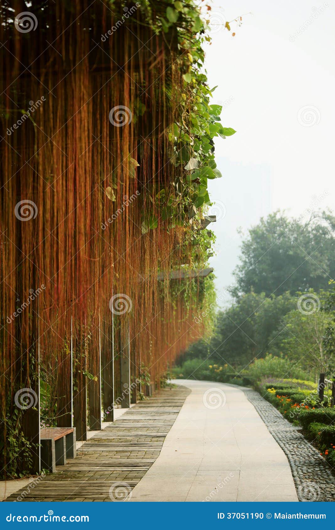 Vine curtain stock photo. Image of tropic, path, drapery - 37051190