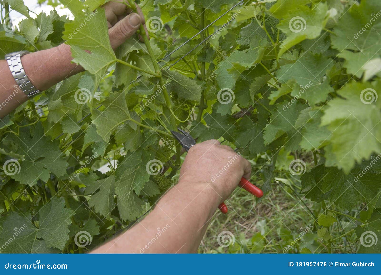 Vine cutting on a vineyard stock photo. Image of nutrition - 181957478
