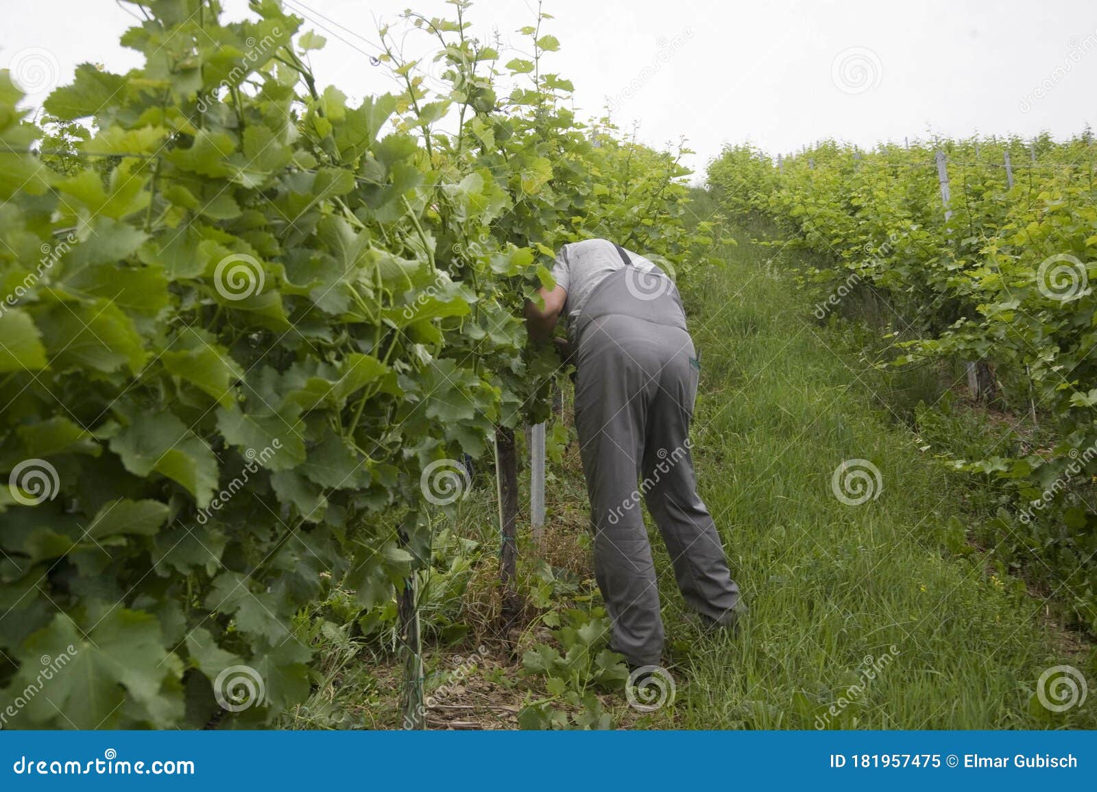 Vine cutting on a vineyard stock image. Image of healthy - 181957475