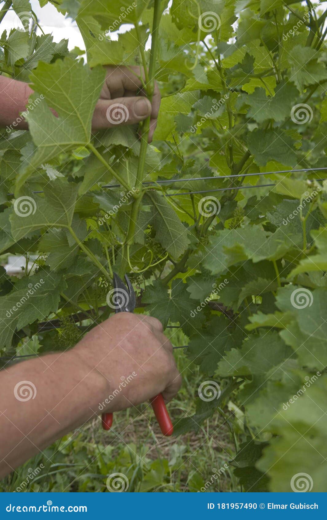 Vine cutting on a vineyard stock photo. Image of harvest - 181957490
