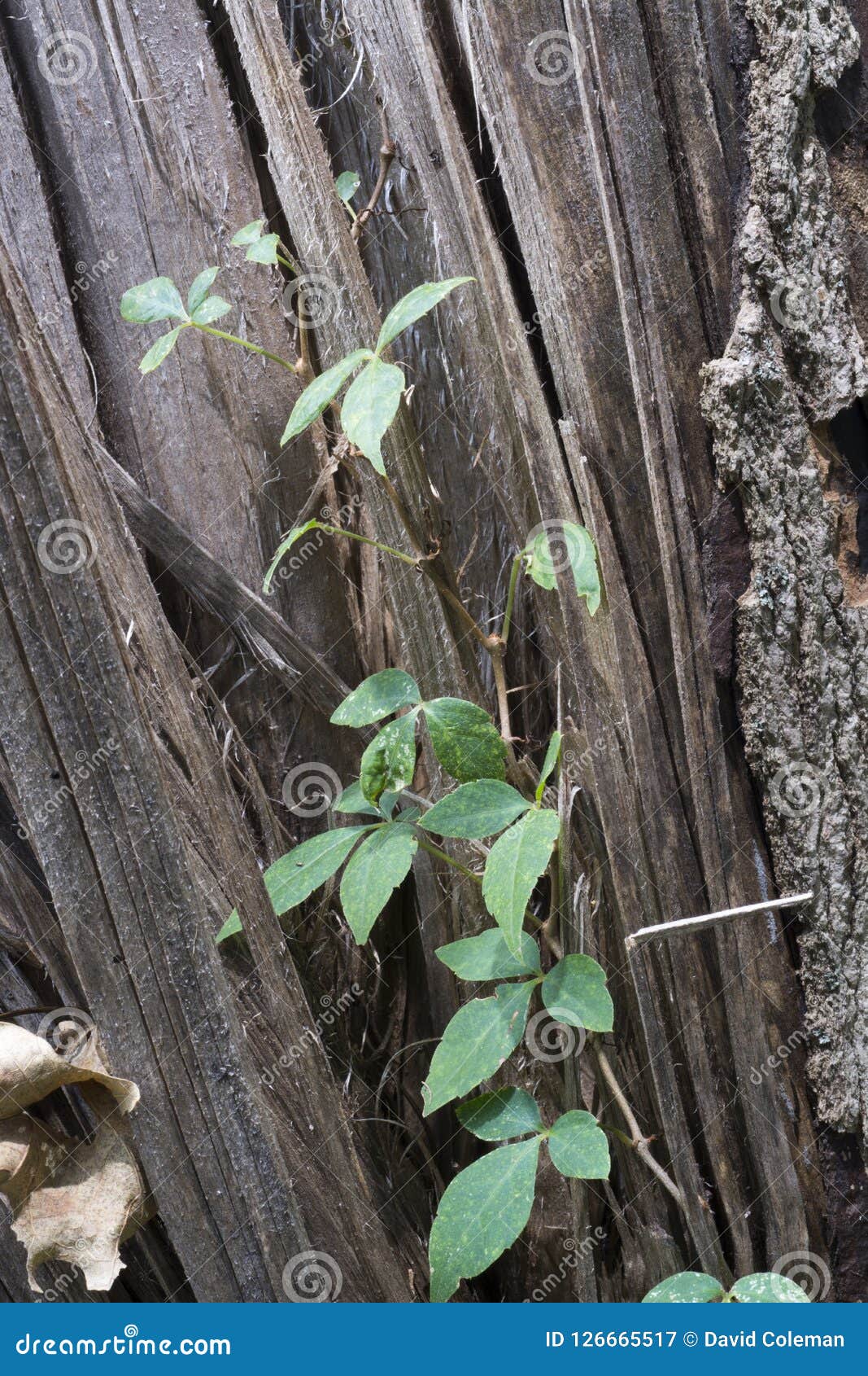 Vine on dead tree trunk stock image. Image of small - 126665517
