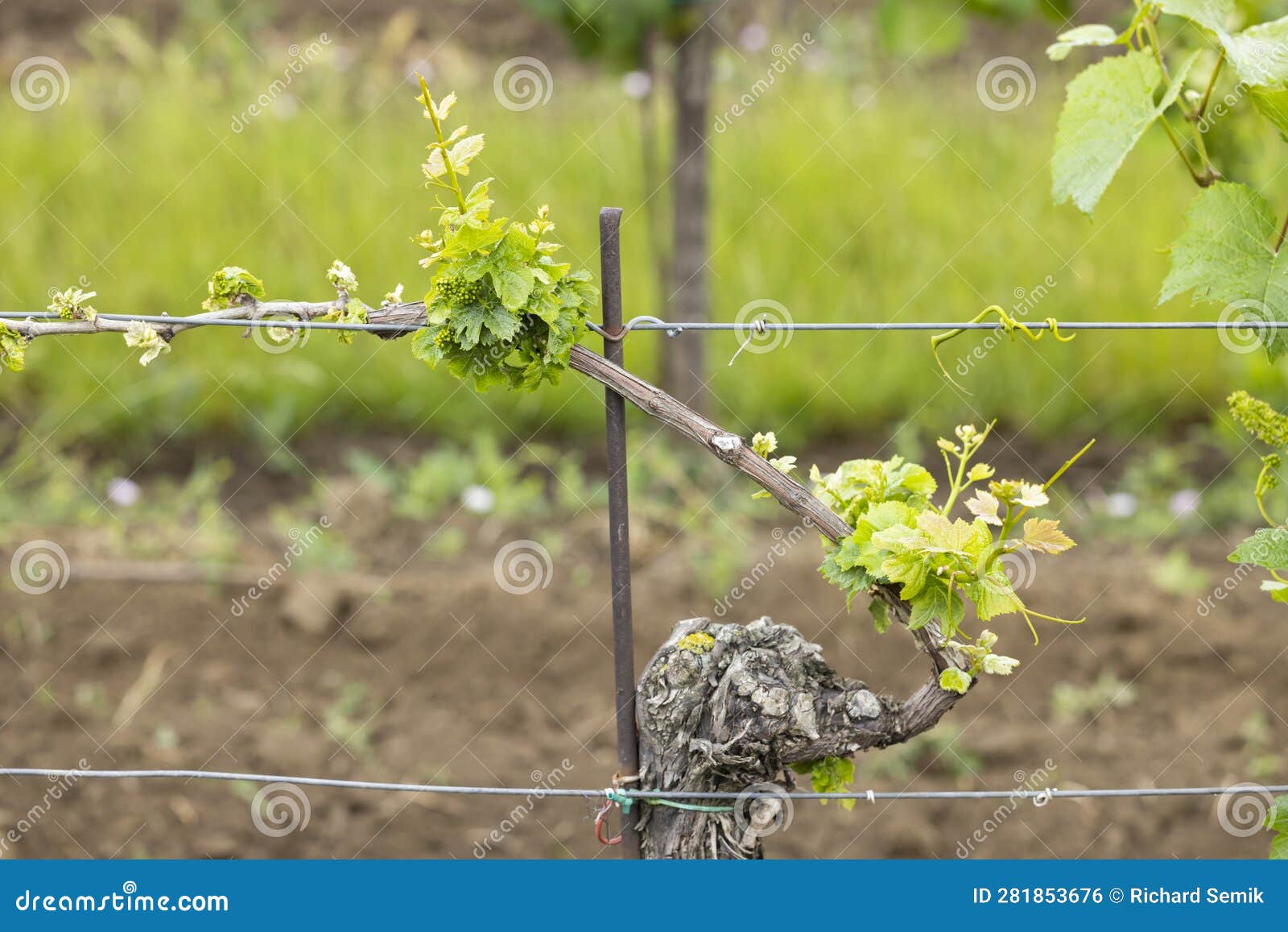 Vine Disease Called Esca in Vineyard Stock Photo - Image of plant ...