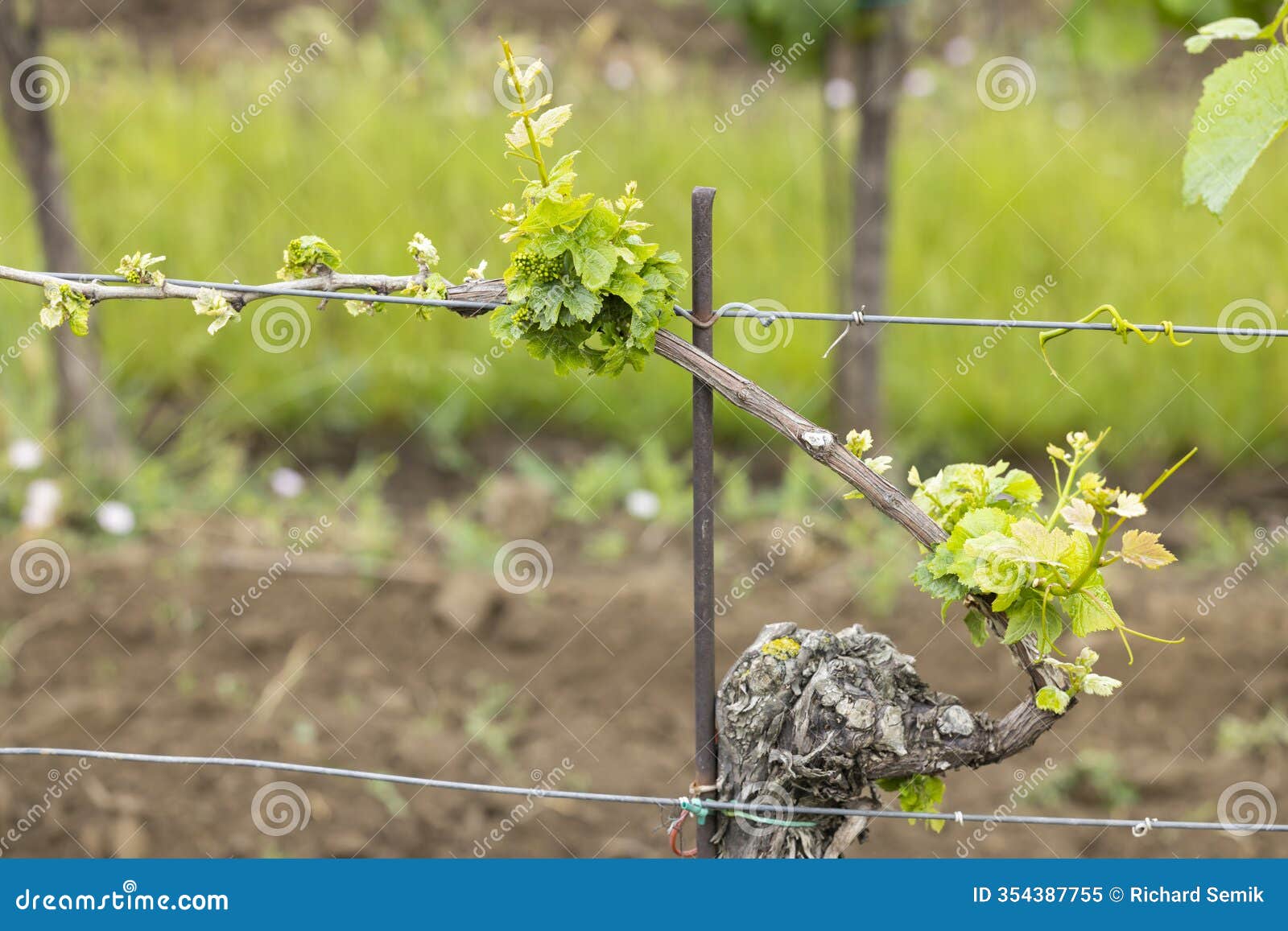 Vine Disease Called Esca in Vineyard Stock Image - Image of plant, dead ...