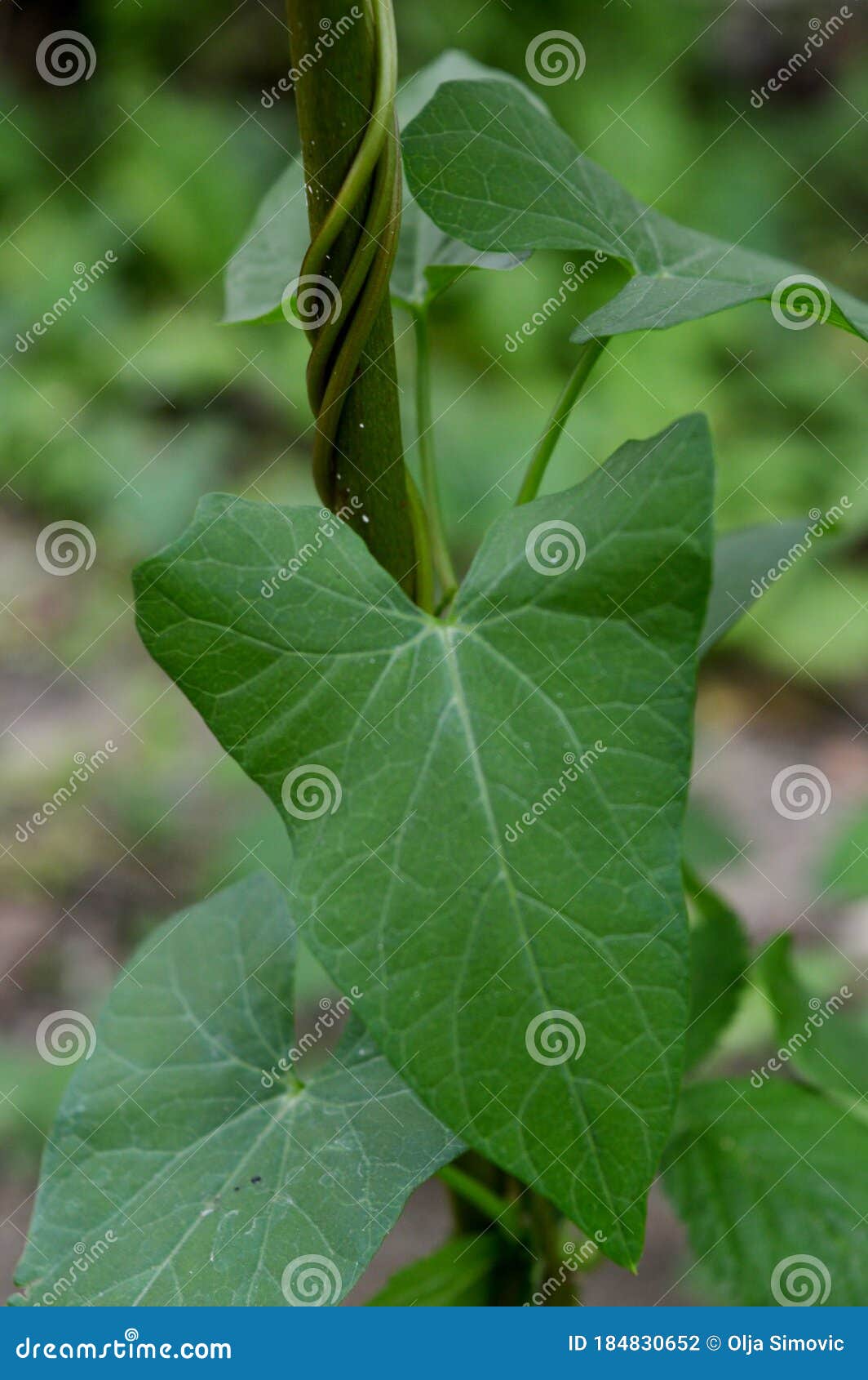 Vine Entwined Around the Plant Stock Photo - Image of vine, macro ...