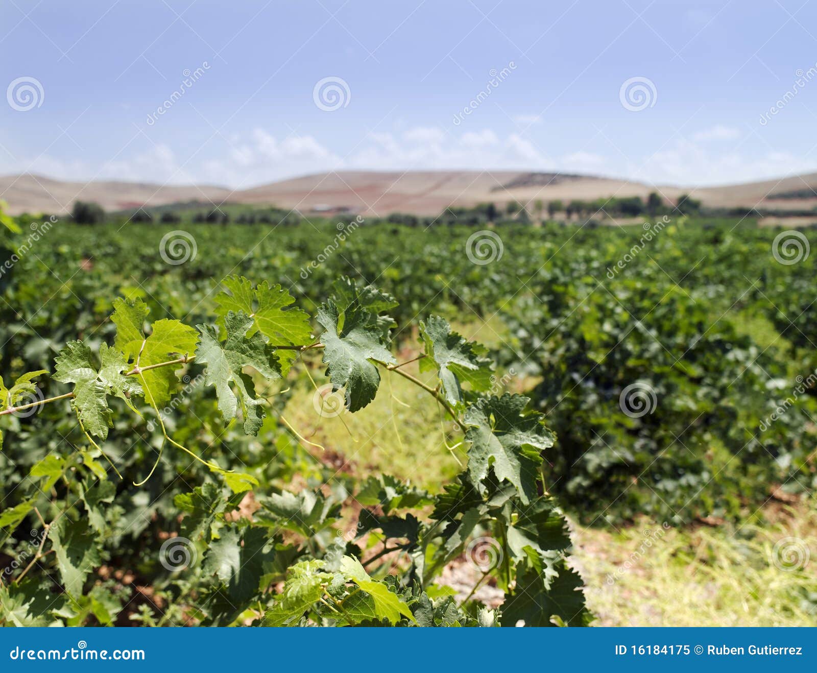 Vine field stock image. Image of grape, cultive, field - 16184175