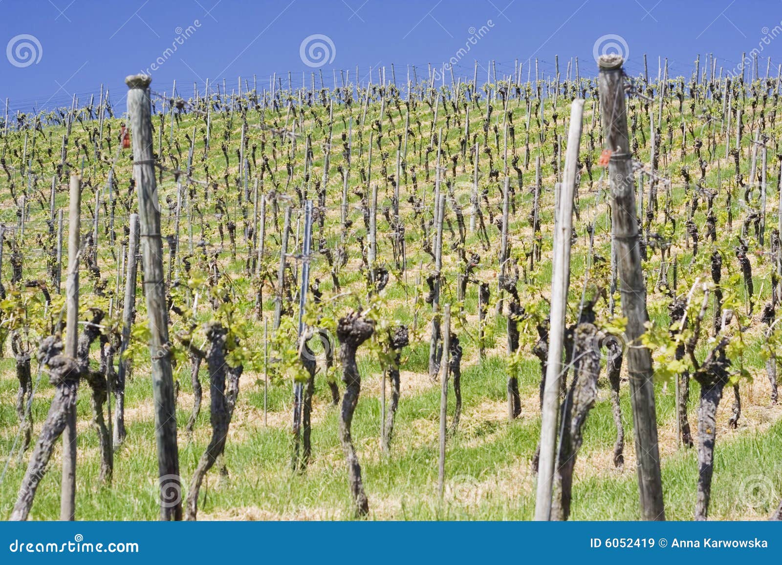 Vine field stock image. Image of agriculture, blue, field - 6052419