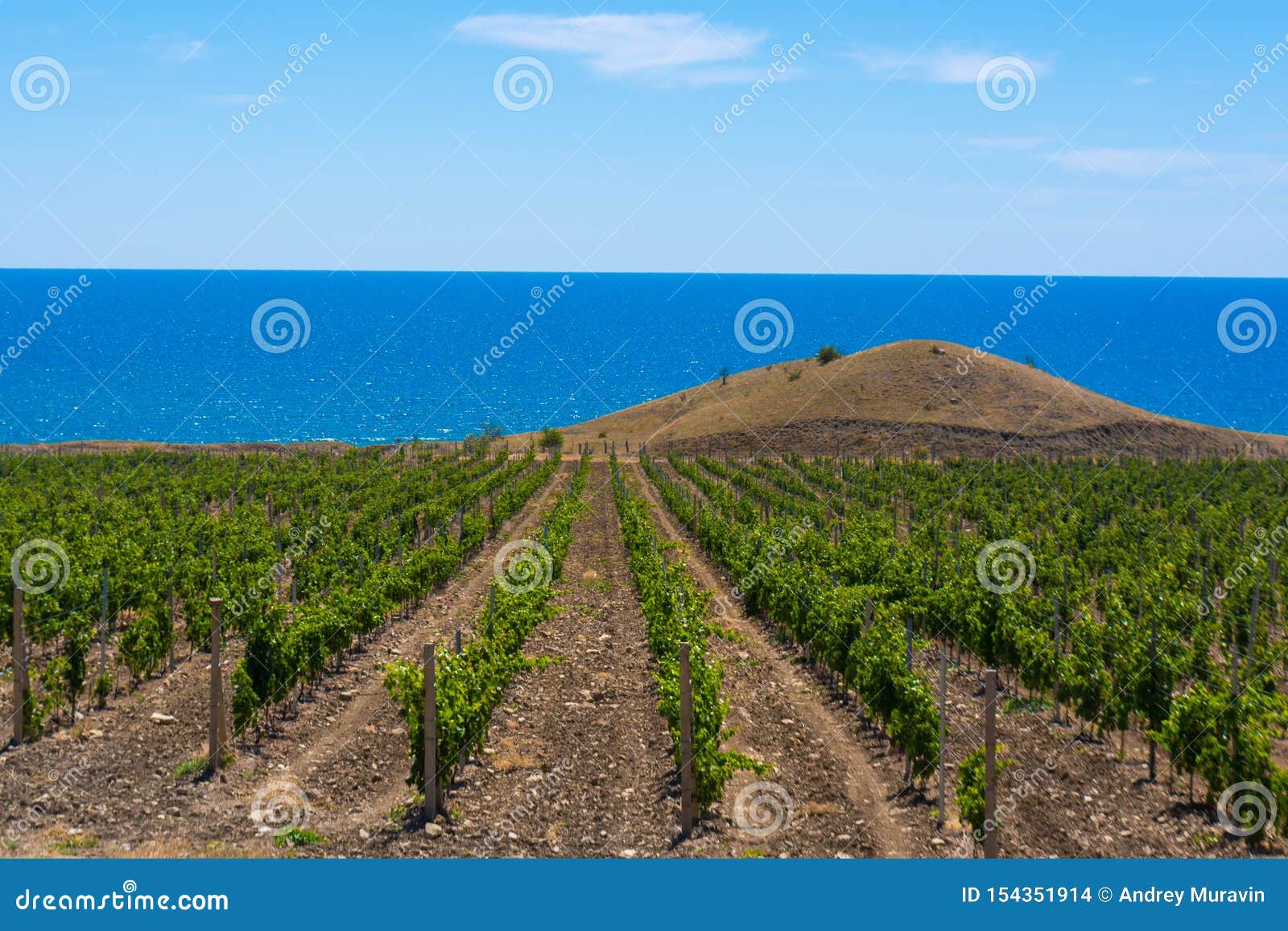 Vineyard stock photo. Image of grapevine, tuscany, plant - 154351914