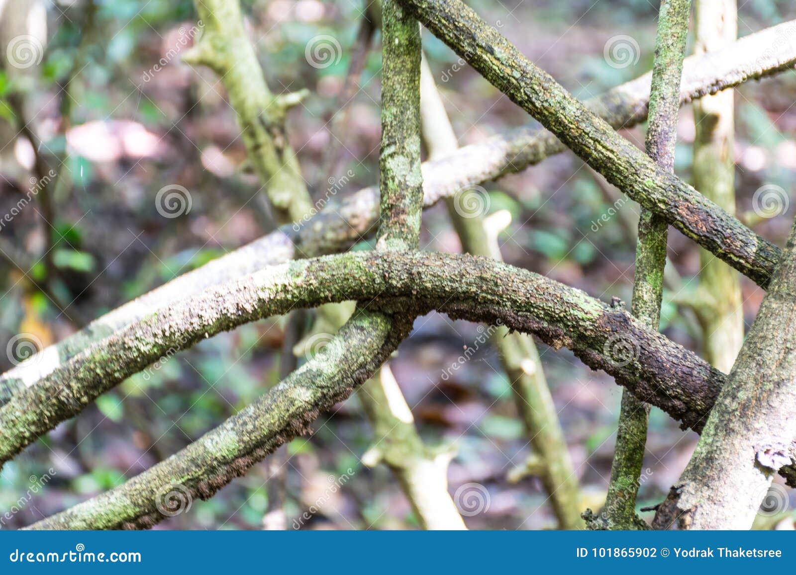 The vine in the forest stock photo. Image of pine, branch - 101865902