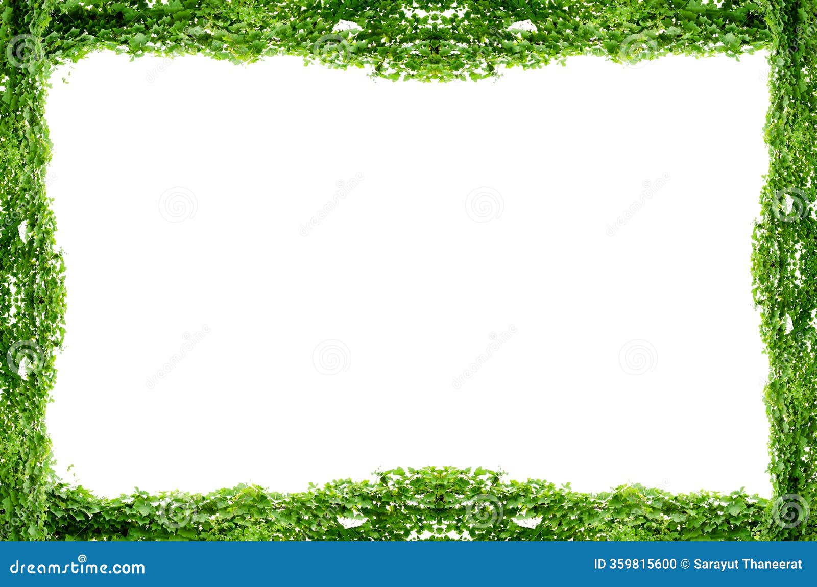 Vine Frame Leaf Vine Isolates on a White Background Stock Photo - Image ...
