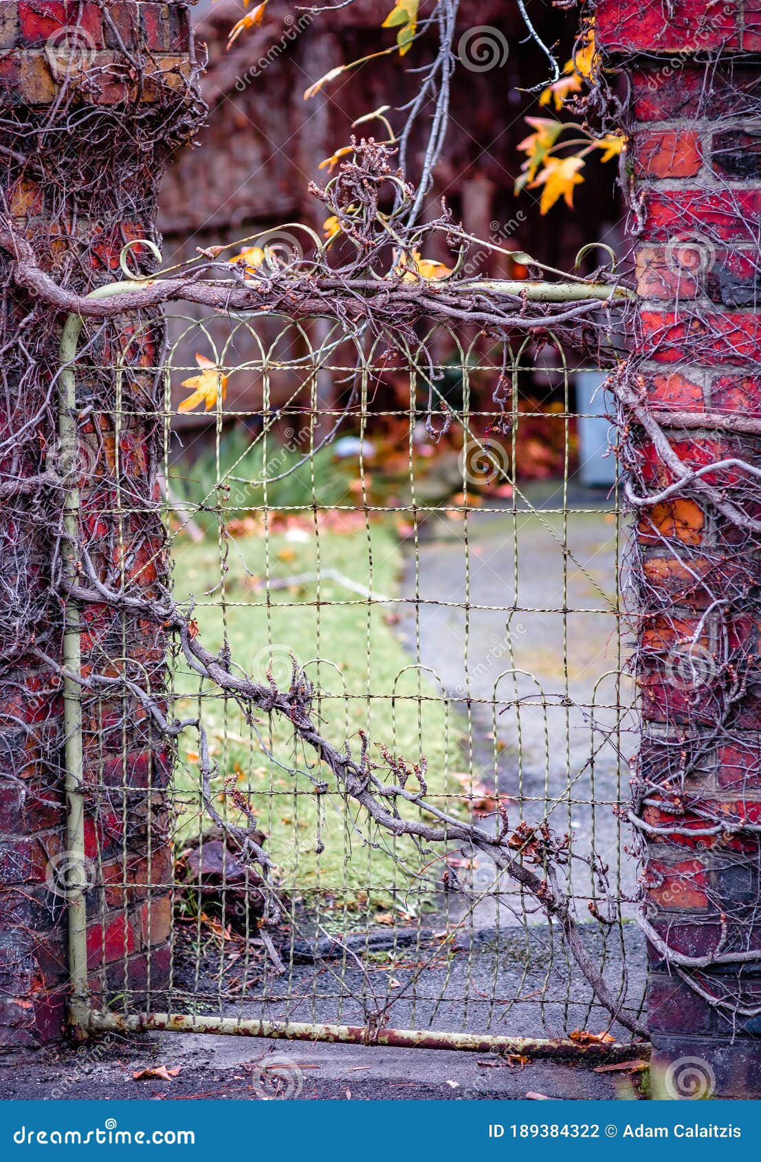 A vine bound garden gate stock photo. Image of ancient - 189384322