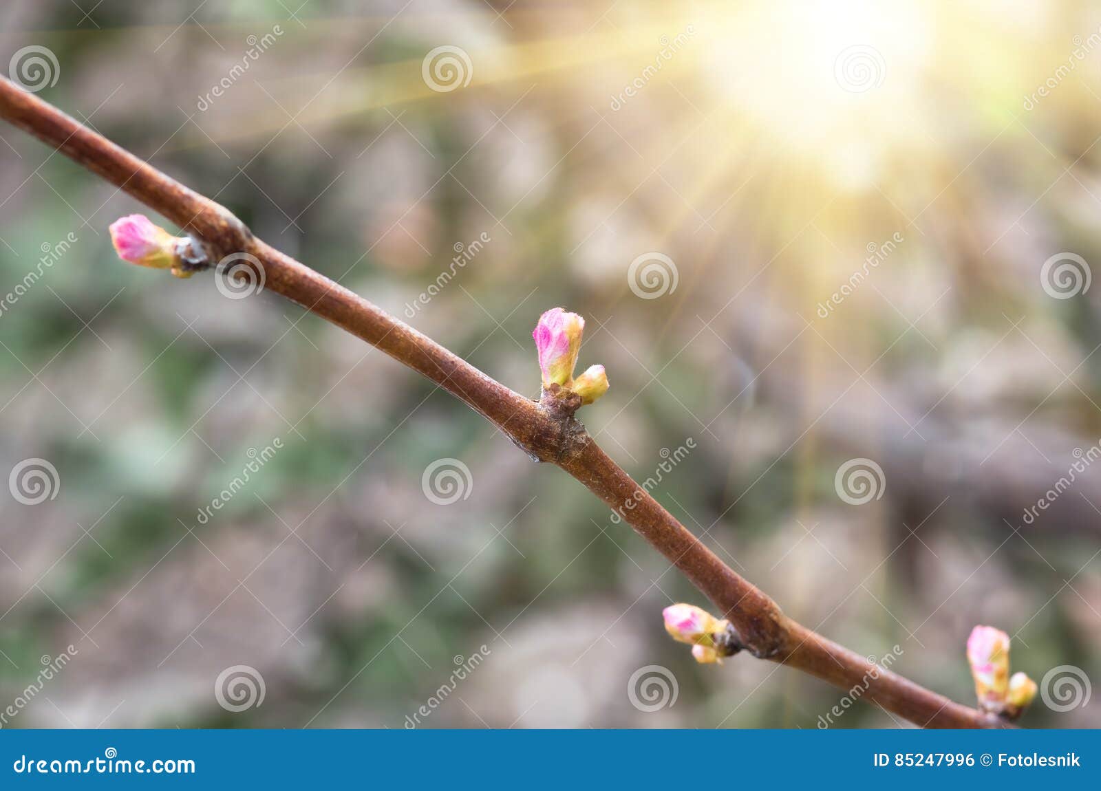 1,780 Grape Buds Stock Photos - Free & Royalty-Free Stock Photos from ...