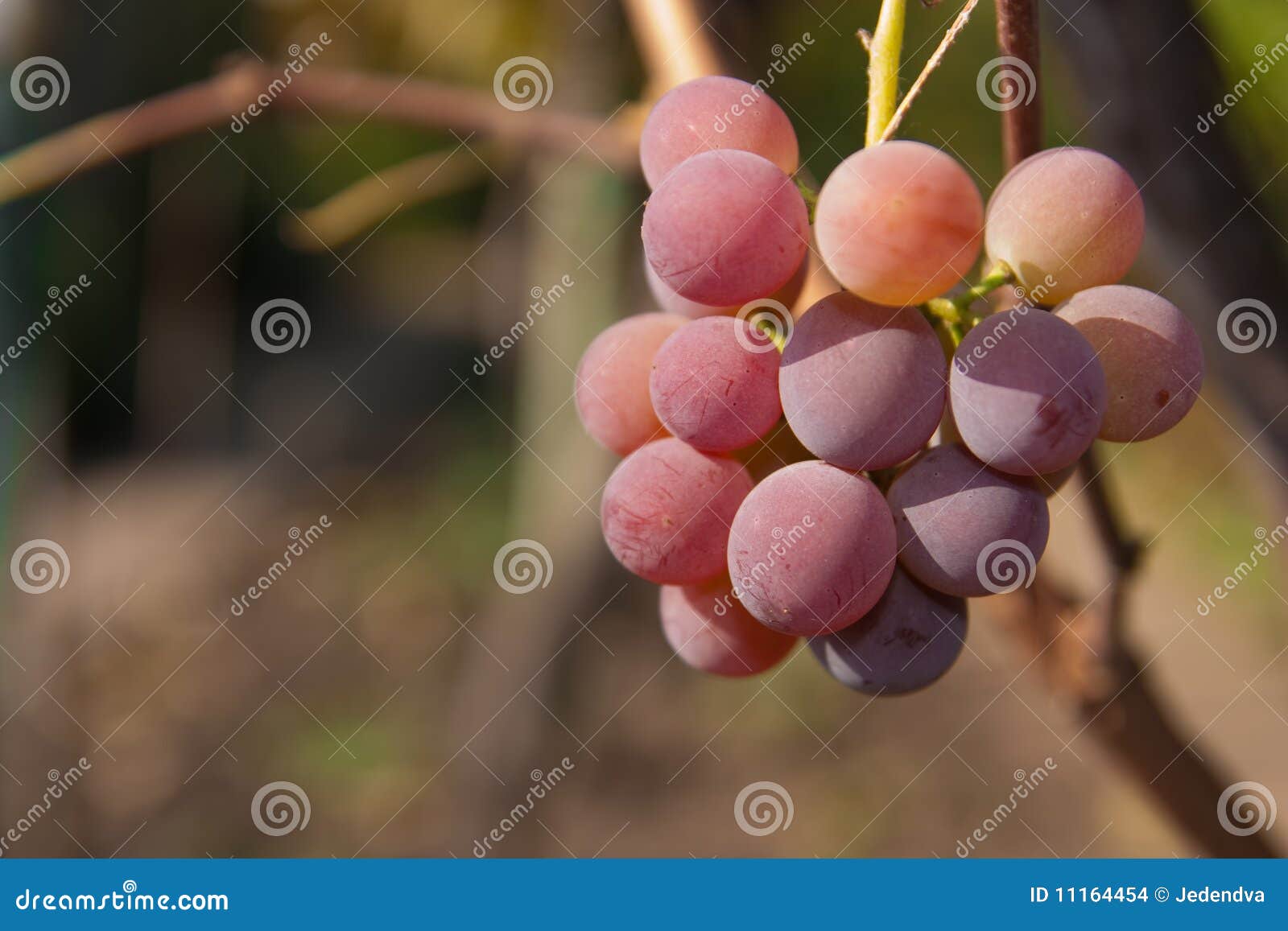 Vine grape rose stock photo. Image of fruit, branch, growing - 11164454