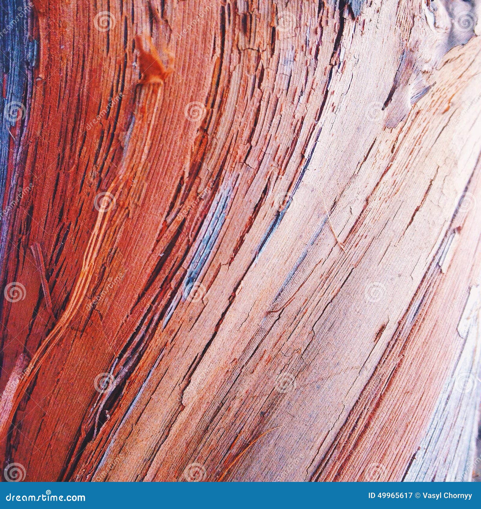 Vine grape tree stock image. Image of wood, vine, grape - 49965617