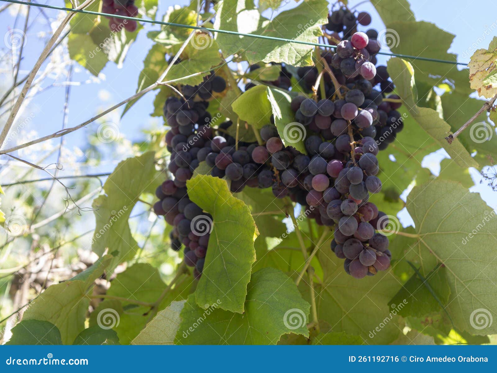 Vine with grapes stock photo. Image of country, vine - 261192716