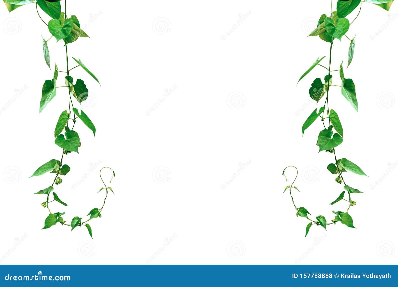 Vine with Green Leaves, Heart Shaped, Twisted Separately on a White ... Vine with Green Leaves, Heart Shaped, Twisted Separately on a White ...