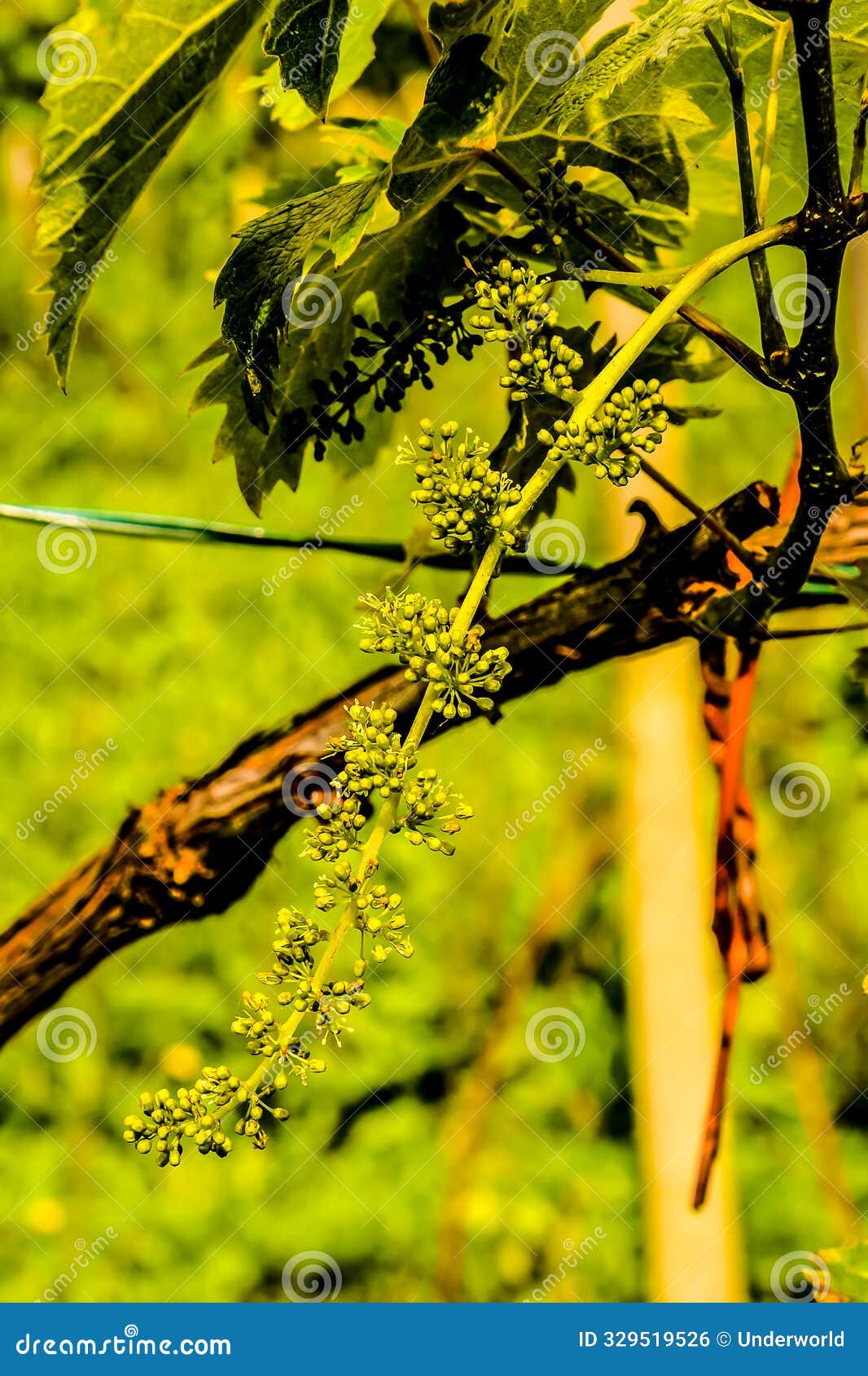 A Vine with Green Leaves and Small Flowers Stock Photo - Image of ...