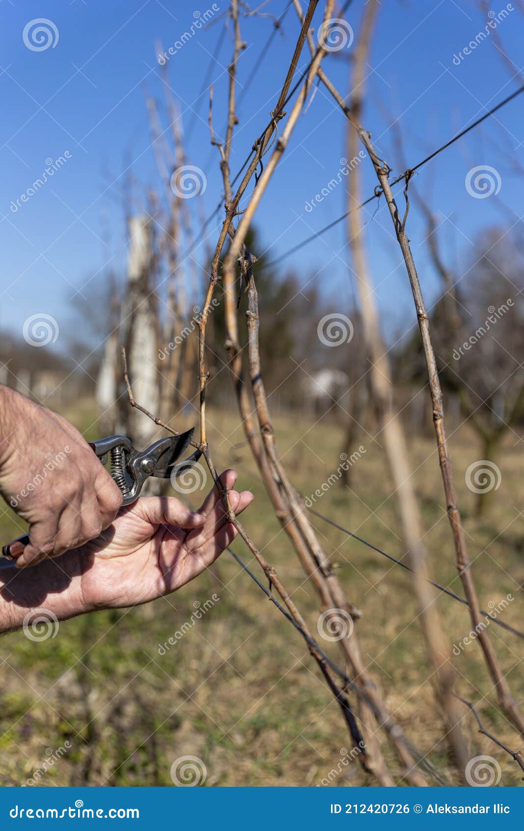 Vine Grower Hand. Pruning the Vineyard with Professional Scissors Stock ...