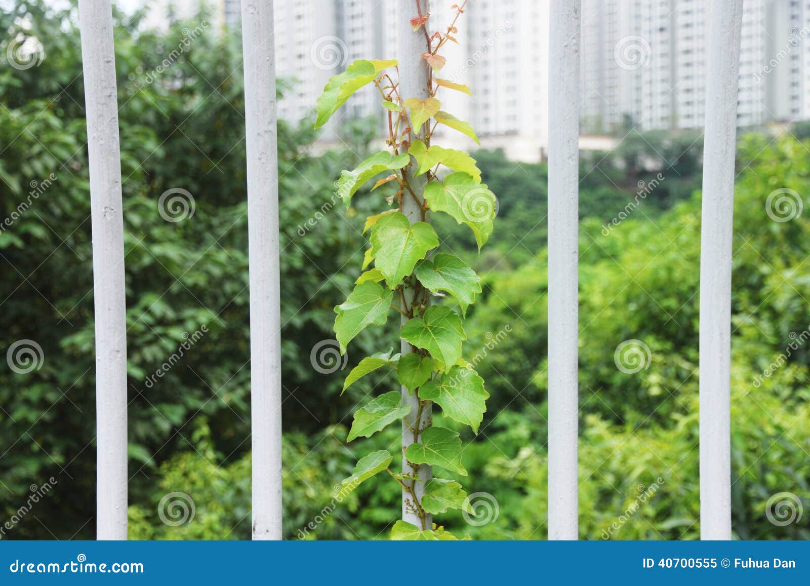 Vine stock image. Image of building, green, nature, pant - 40700555