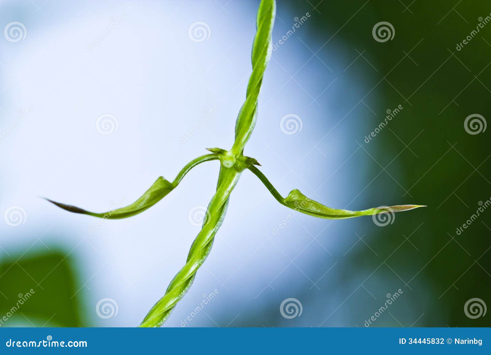 Vine stock photo. Image of natural, frame, grapevine - 34445832
