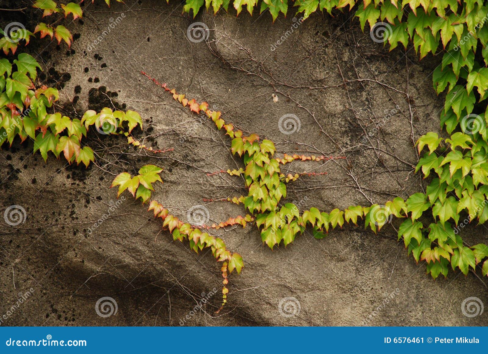 Vine growing on rocks stock image. Image of spreading - 6576461