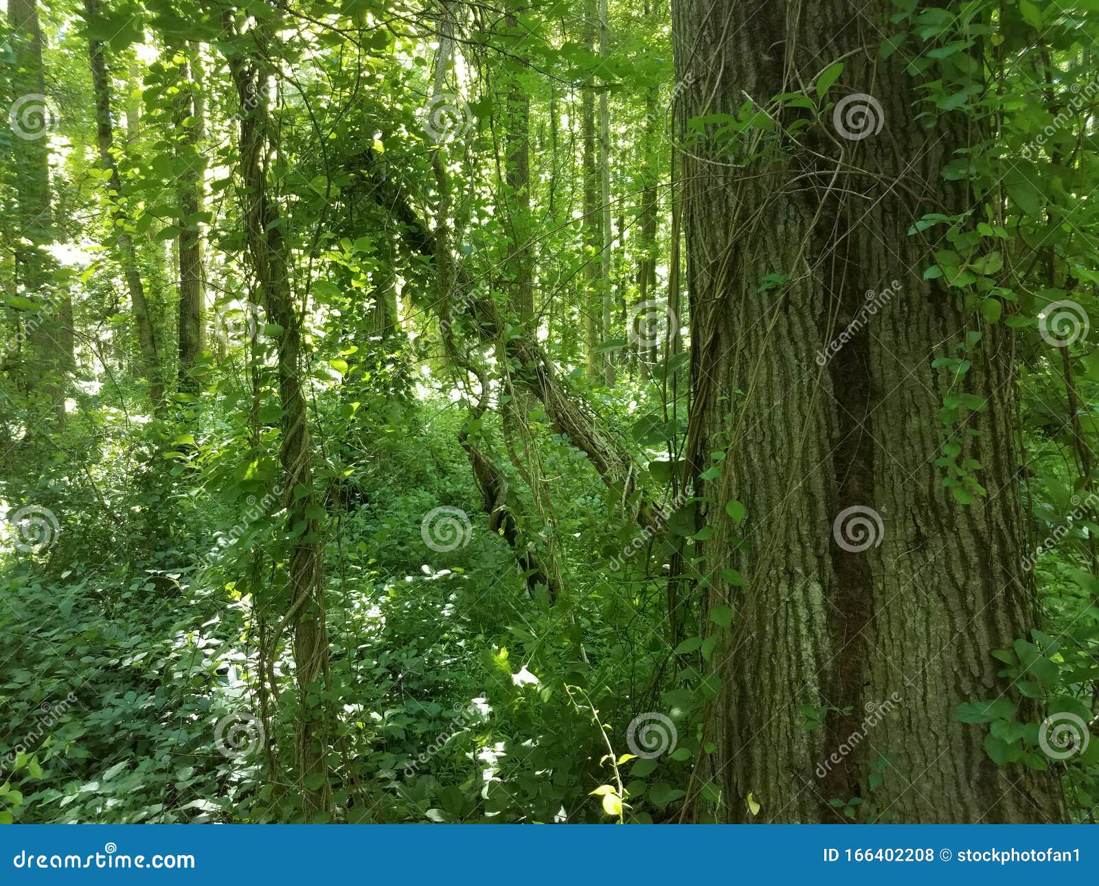 Vine Growing on Tree Trunk in Forest or Woods Stock Photo - Image of ...