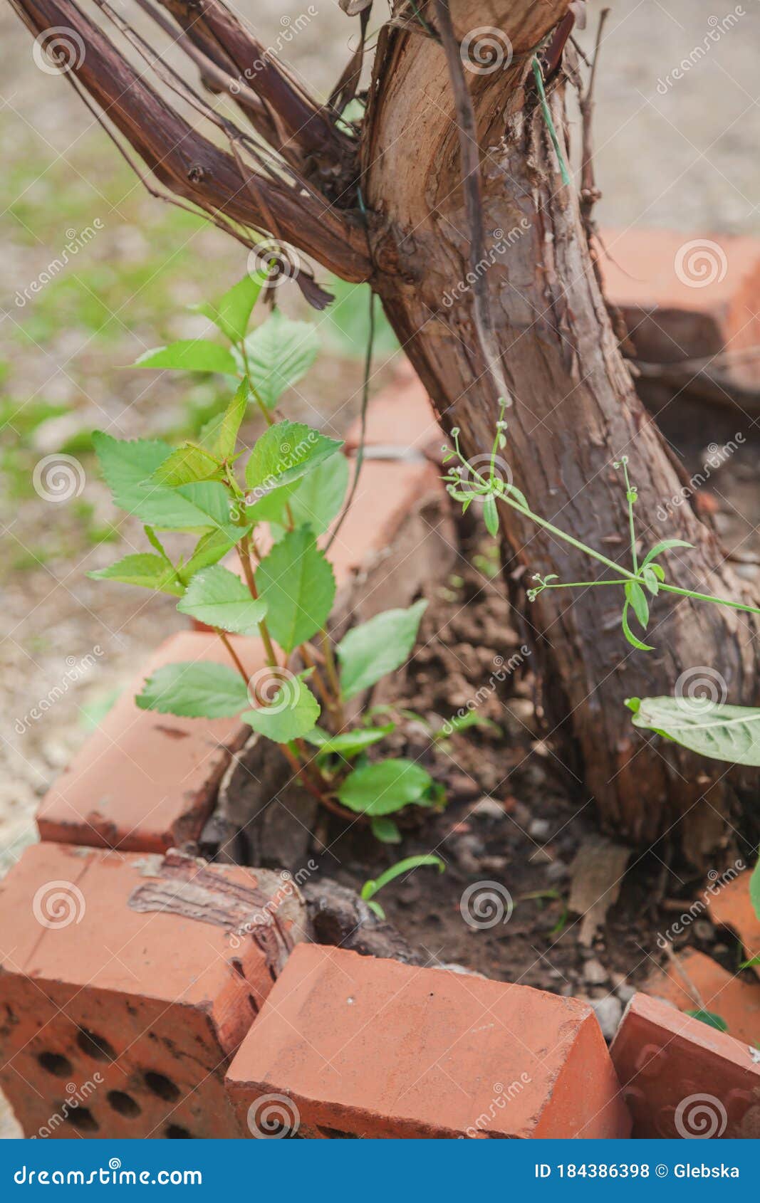 Trunk of Grape Bush Grows between Bricks Stock Photo - Image of botany ...