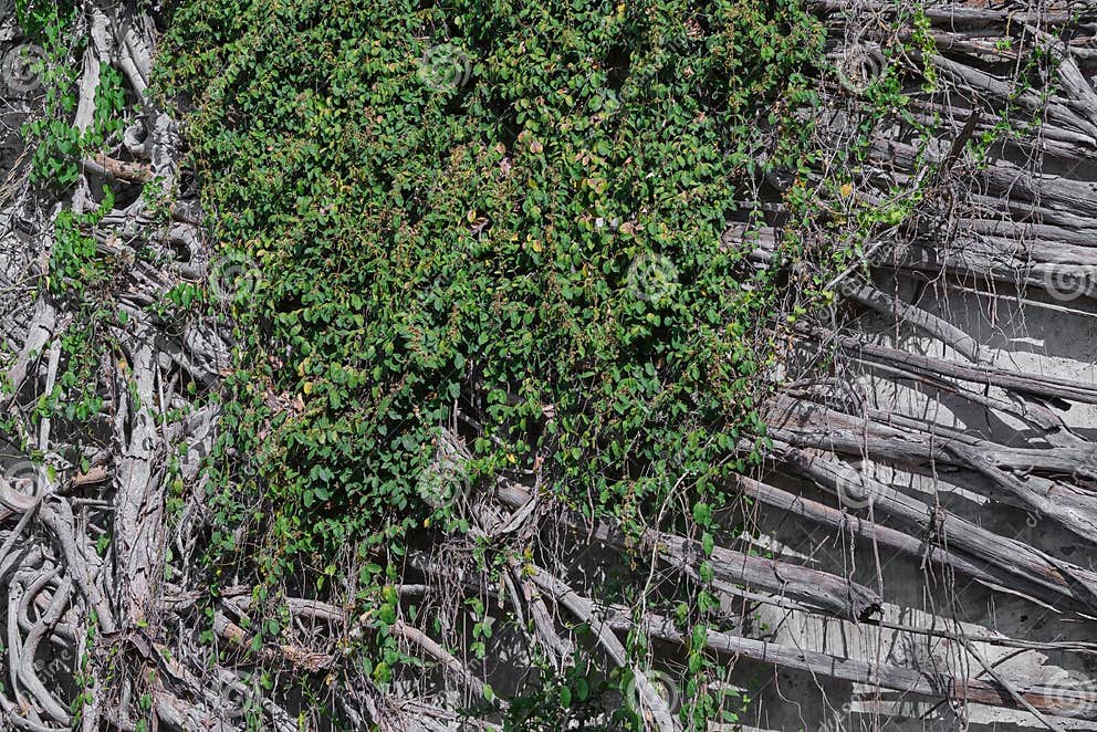 Vine hanging on root tree stock photo. Image of forest - 171642644