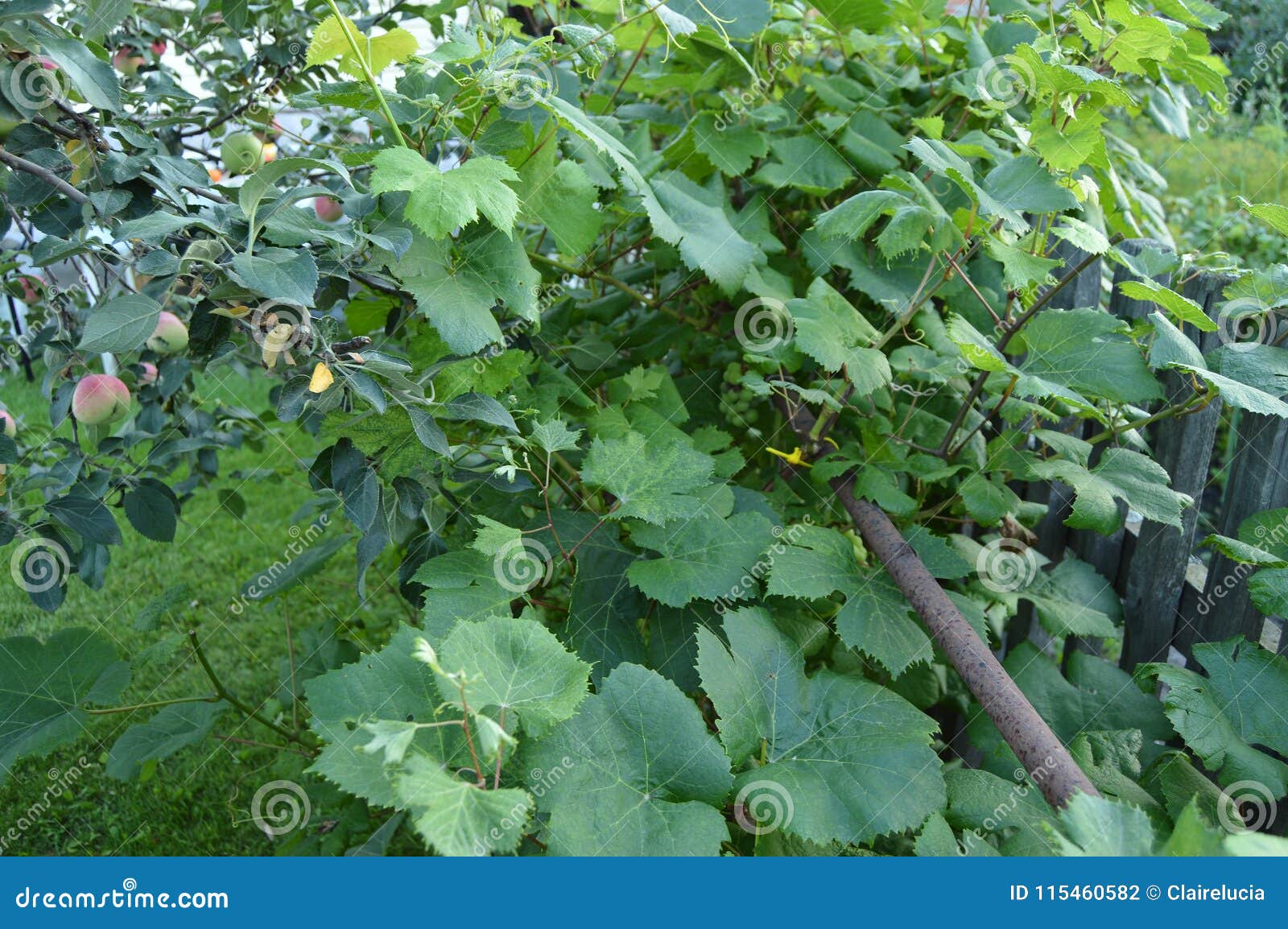 The Vine is Intertwined with the Branches of an Apple Tree in the ...