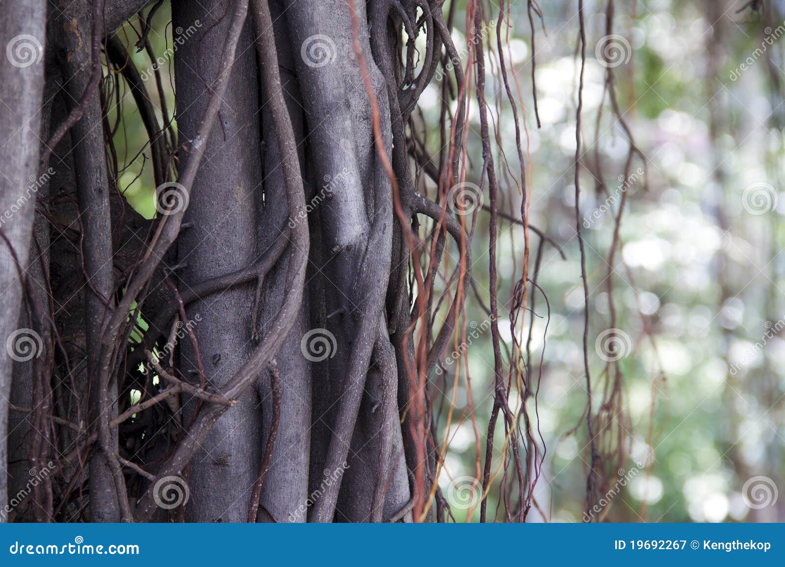 The Vine Involves Banyan Ancient Tree Stock Image - Image of foliage ...