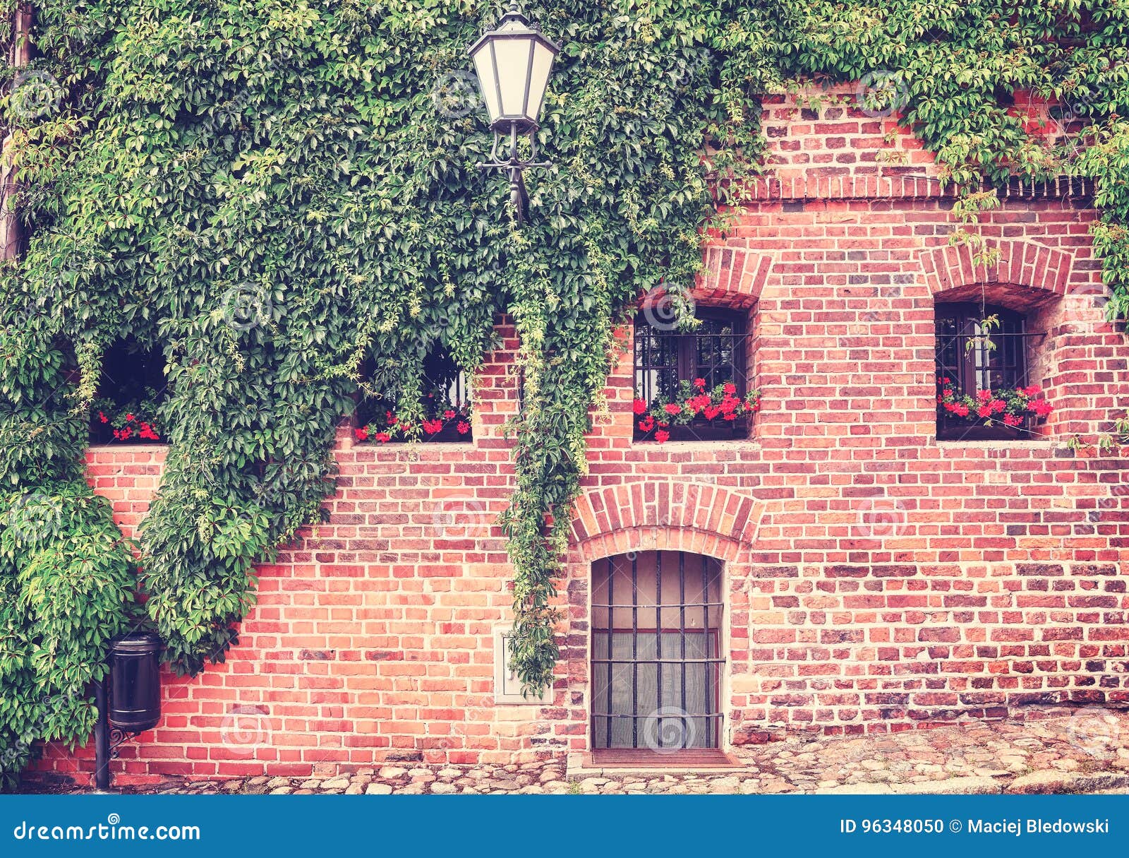 Vine and Ivy Growing on an Old Building Brick Wall. Stock Photo - Image ...