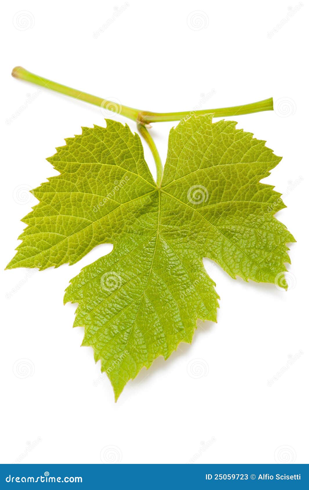Vine leaf stock image. Image of ornamental, greenery - 25059723