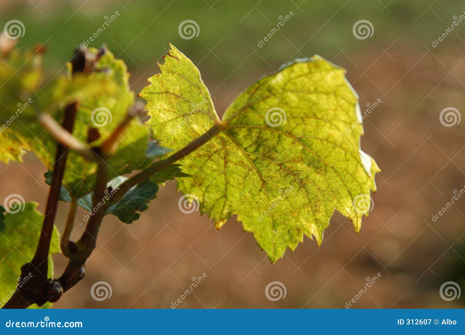 Vine leaf stock image. Image of agriculture, vineyard, leaf - 312607