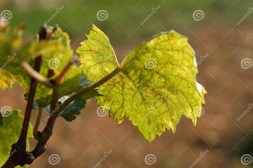 Vine leaf stock image. Image of agriculture, vineyard, leaf - 312607