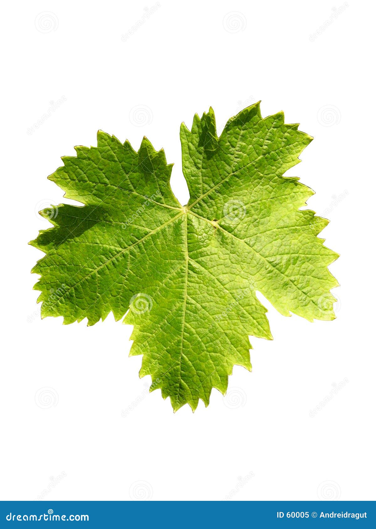 Vine leaf stock image. Image of plants, object, vineyard - 60005