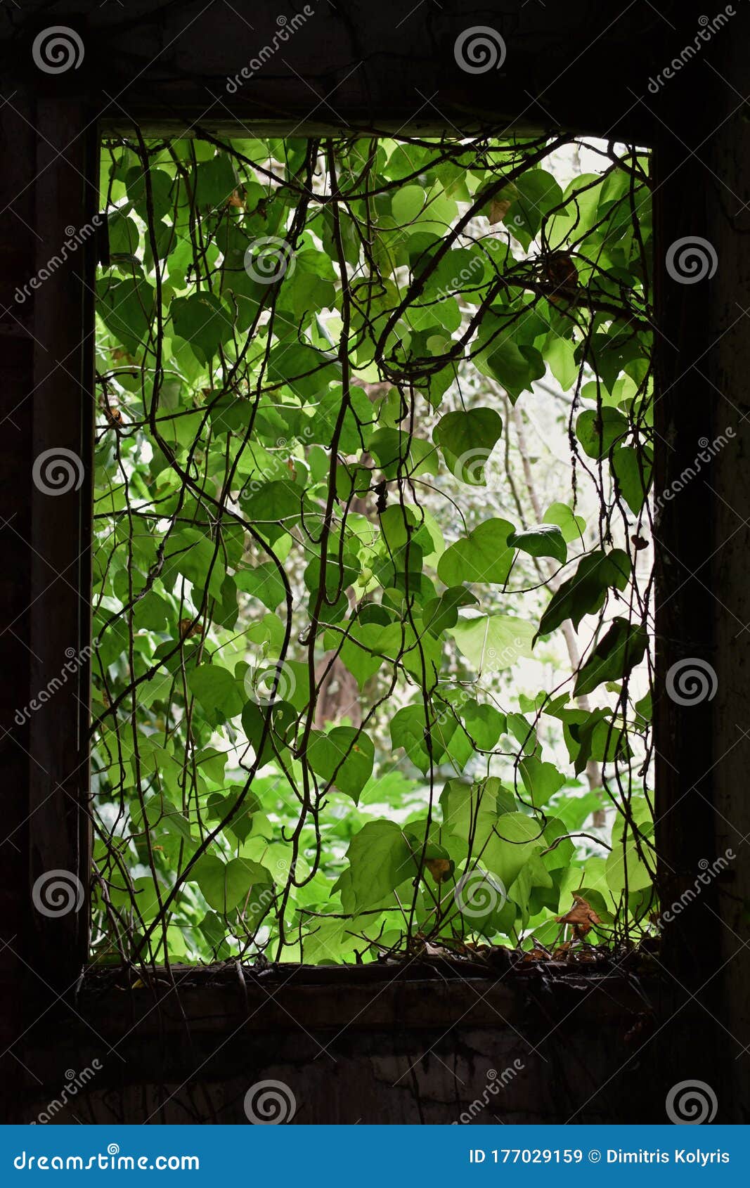 Vine Leaf Curtain Broken Window Stock Image - Image of derelict, decay ...