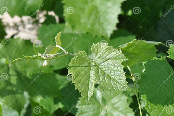 Vine leaf stock photo. Image of nature, object, background - 116568992